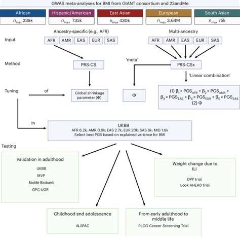 Polygenic Prediction Of Body Mass Index And Obesity Through The Life