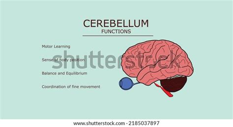 3 323 Cerebellum Functions Royalty Free Photos And Stock Images Shutterstock