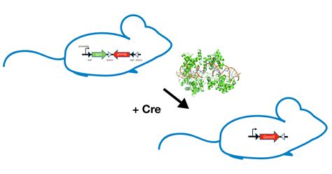 Plasmids 101 Flex Vectors