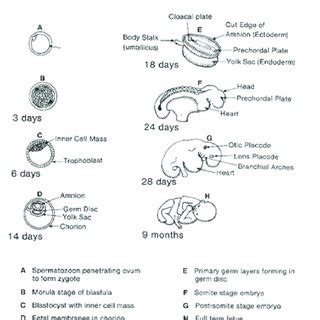 1 Derivatives Of Neural Crest Cells Download Table