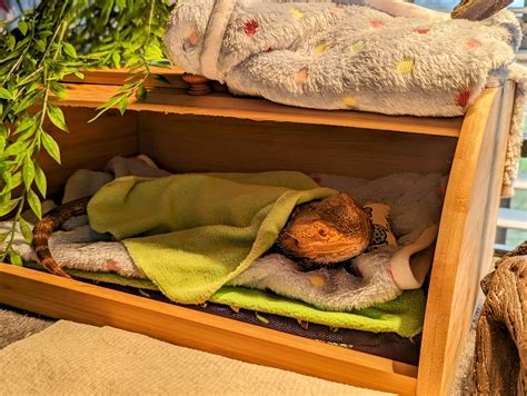 Lazy Scales R Beardeddragons