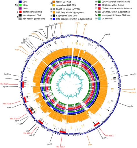 Streptococcus Equi Plos One