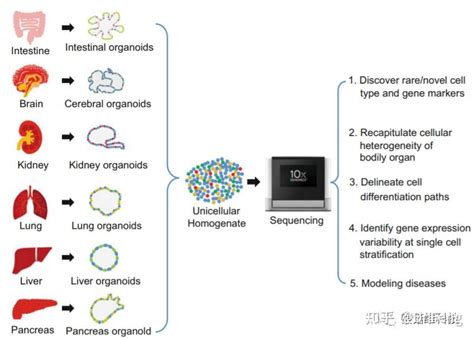 单细胞测序技术和类器官技术的完美碰撞！ 知乎