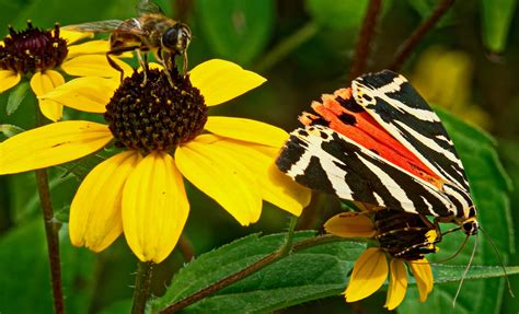 Insect Pollinators On Flowers In Colour Flowers Photo Contest