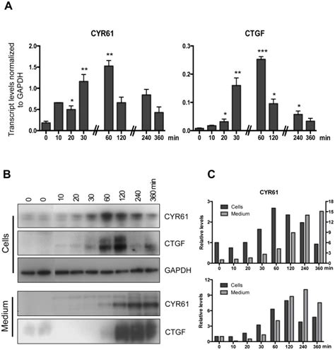 A Transcript Levels For Ccn Growth Factors Increased After