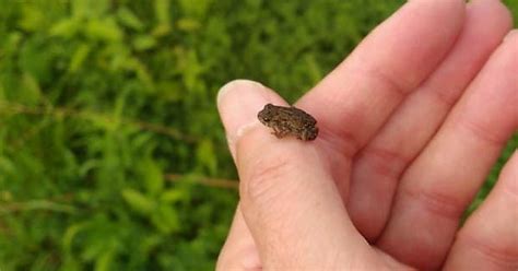 A Tiny Toad That Is All Imgur