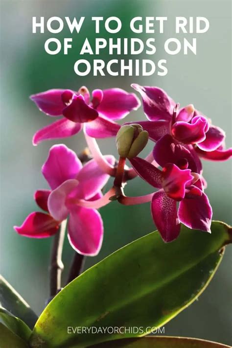 How To Get Rid Of Aphids On Orchids Everyday Orchids