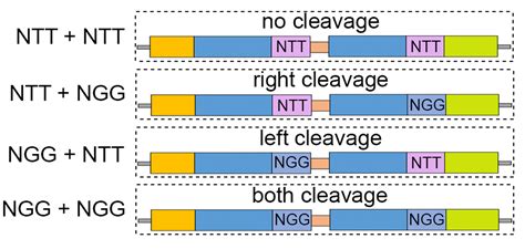 Systematic Decomposition Of Sequence Determinants Governing Crispr Cas9 Specificity Research