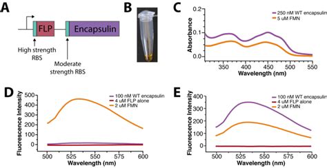 Spectroscopic Characterization Of The T Maritima Encapsulin A Download Scientific Diagram