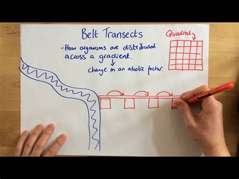 belt transect sampling