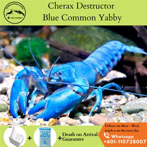 cherax destructor blue common yabby lazada