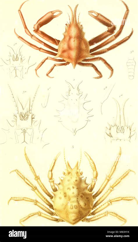 A 1837 Work On Crustaceans Focusing On The Classification Anatomy