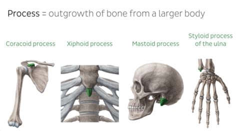 Bone Surface Markings Flashcards Quizlet Bone Surface Markings Flashcards Quizlet