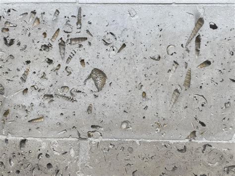 Train Station Fossils Scrolller