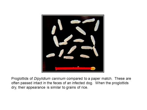 Dipylidium Proglottids