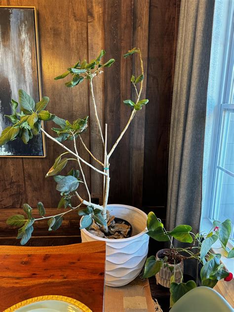 Ficus Is Sadhalf Dead Rplantclinic