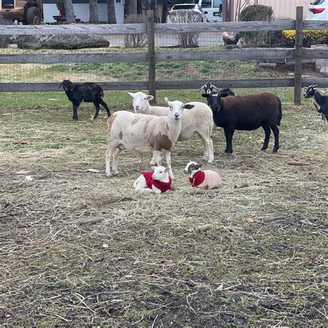 Yip Yips Mini Crochet Yip Yip With Pocket Hug Tag Multi Color Yip Yips With Tag One Mini Yip