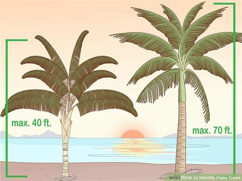 2 Easy Ways To Identify Palm Trees With Pictures