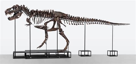 Belgian Art Foundation Buys 6 M T Rex Skeleton