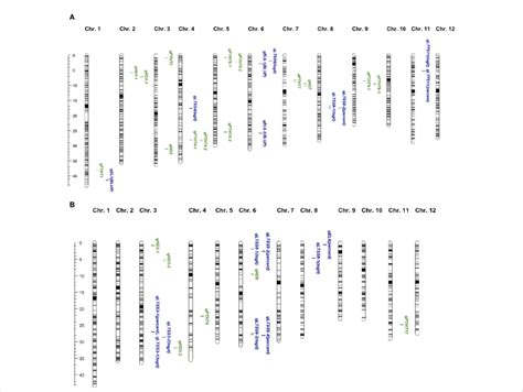 A Recombinant Inbred Line Ril Quantitative Trait Loci Qtl Map In