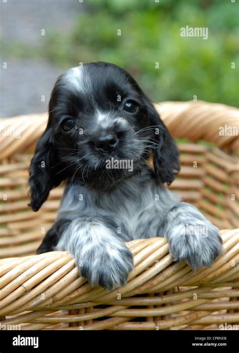 Blue Roan English Cocker Spaniel Puppies