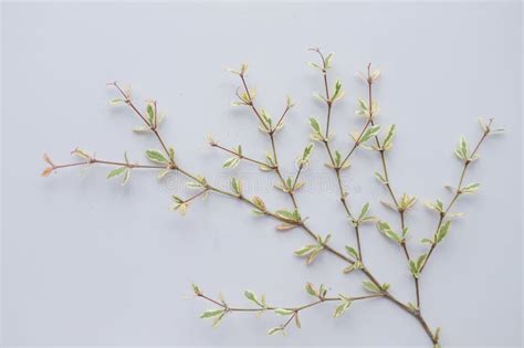 Variegated Twig With Small Leaves On White Background Stock Image Image Of Artistic Creative