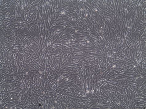 脐带血单个核细胞（cbmcs） 吉诺生物 吉诺生命健康控股集团有限公司