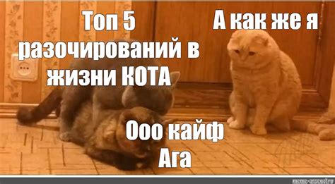 Создать комикс мем Cats скоттиш фолд рыжий кот трахает кошку фото Комиксы Meme