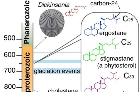 Molecular Fossils Facts At David Ferreira Blog