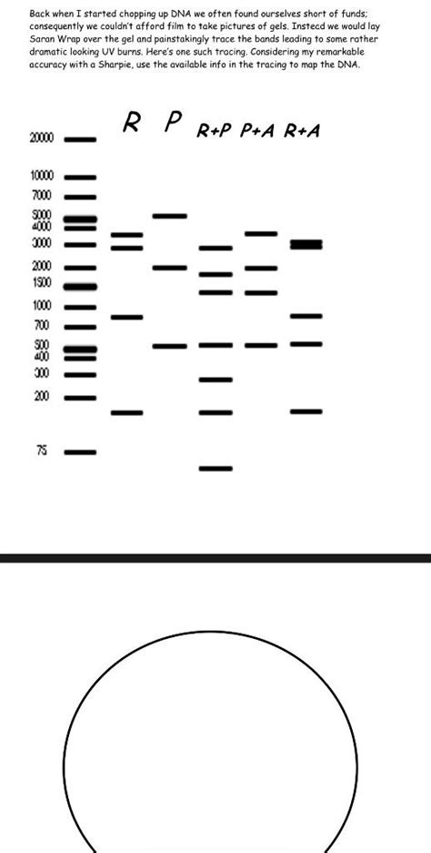 Below Is A Sequence Of Dna Characterize The Sequence