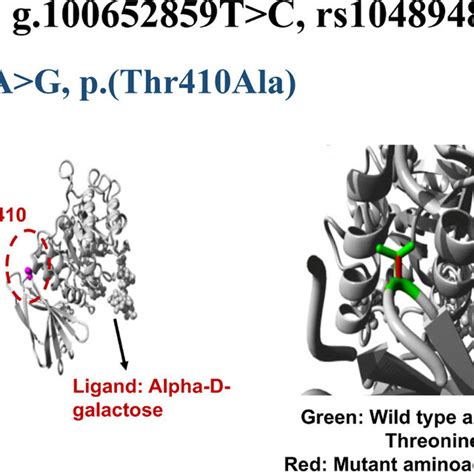 Structural Analysis Of Gla Missense Variant C 1228a G P Thr410ala