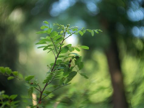 무료 이미지 숲 잔디 분기 보케 목초지 햇빛 잎 여름 녹색 가을 식물학 플로라 단풍 나무 관목 Cctv 낙엽 서머 삼림지 프랑크 복숭아