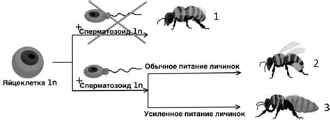 Задание №25520 На рисунке изображены способы образования разных групп медоносных пчел в улье