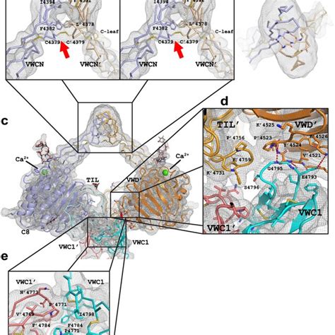 The N Terminal Globular Region Of The Muc2 C Dimer A Frontal