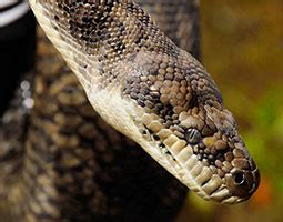 Coastal Carpet Python
