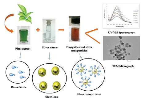 Pdf Facile Green Synthesis Of Silver Nanoparticles Using Manera My Xxx Hot Girl