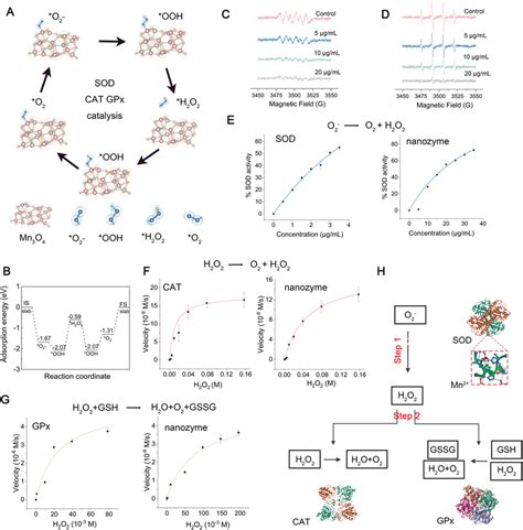 Theoretical Investigation And Characterization Of The Multienzyme Download Scientific Diagram