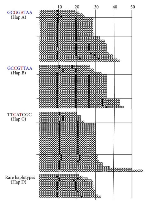 Agg Interruption Patterns Of 95 X Chromosomes The Cgg Repeats Are Download Scientific Diagram