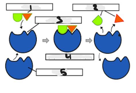 Lecture 9 Enzyme structure Diagram | Quizlet