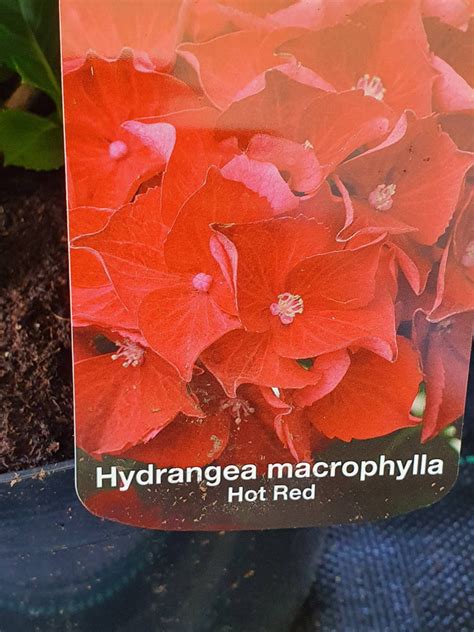 Hortenzijos Gitanos Medeliai Hortenzijos Gitanos Medeliai