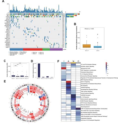 Copy Number Alterations And Mutations In The Four Small Cell Lung