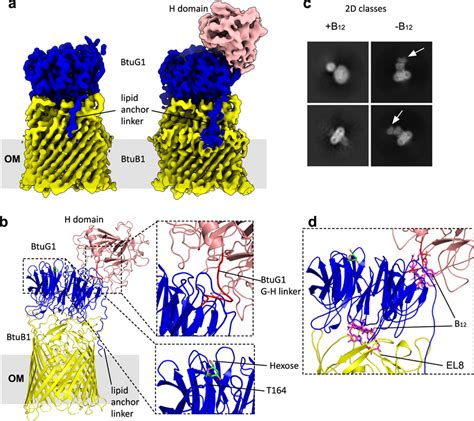 The Cryo Em Structure Of Btub1g1 Is Closed A Cryo Em Maps Used To Build Download Scientific