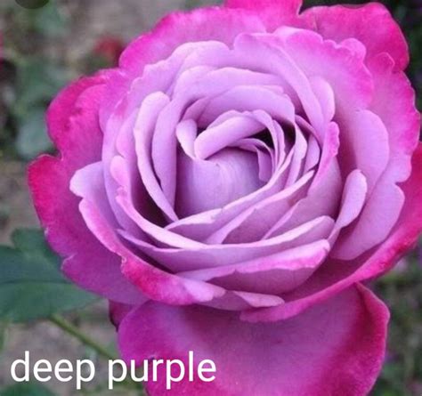 Kates Flowers ქეთის Kates Flowers ქეთის ყვავილები