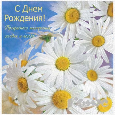 Картинки поздравления с днем рождения ромашки С днем рождения