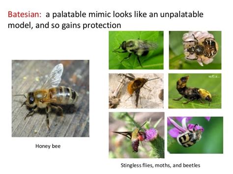 Mimicry Polymorphism And Molecular Phylogeny