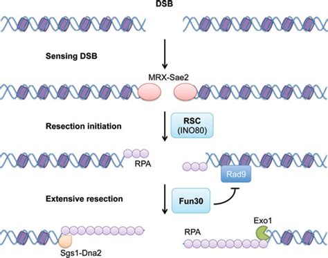 The Involvement Of Chromatin Remodelers In Dsb End Resection Resection