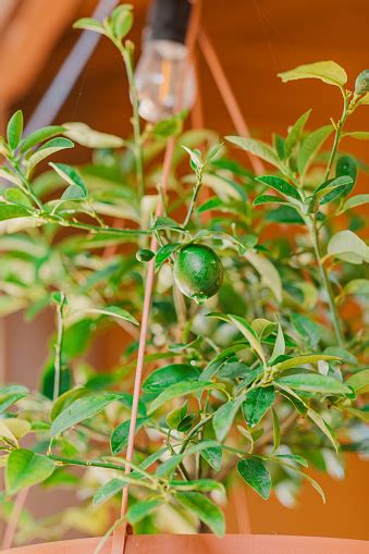 2023년 봄 플로리다 남부의 야외에서 매달린 바구니에서 자라는 무성한 잎 짙은 녹색 라임 및 흰색 꽃이 있는 밝은 녹색 라임 식물의 클로즈업 사진 배경에 야외 교수형