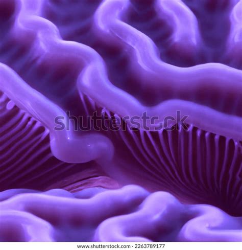 Close Photo Scientific Detail Sparassis Purple Ai Generated Image
