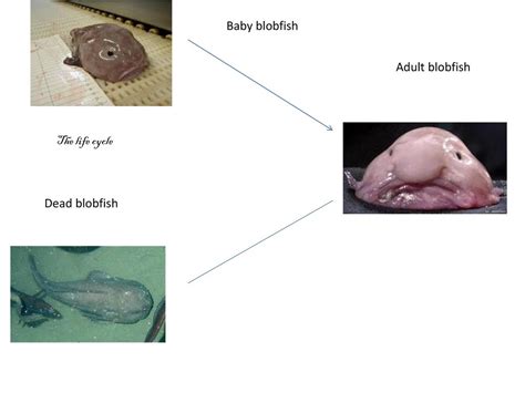 Baby Blobfish