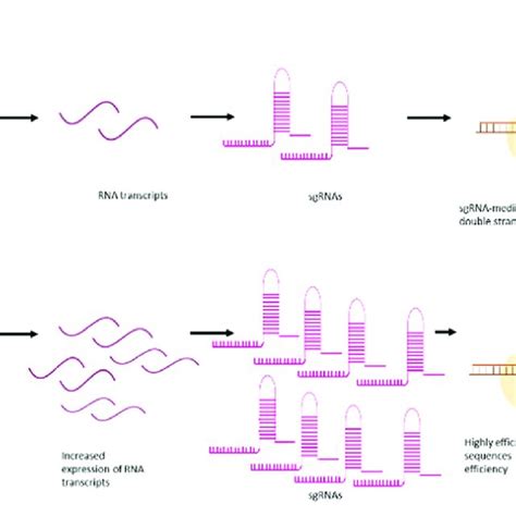 Schematic Illustration Of Rna Polymerase Iii Promoter Facilitating